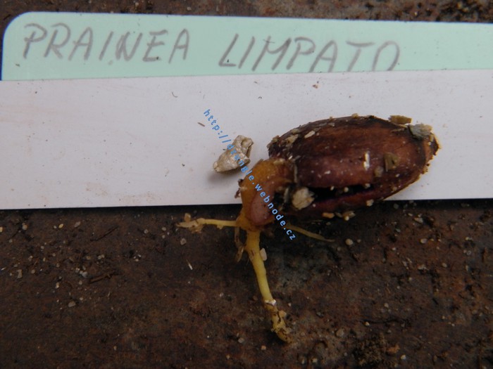 prainea limpato