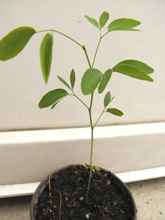 pithecellobium dulce